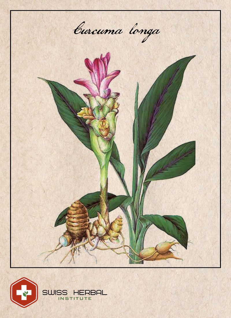 Kurkuma ekstrakt 95% | Curcuma longa - Swiss Herbal Shop