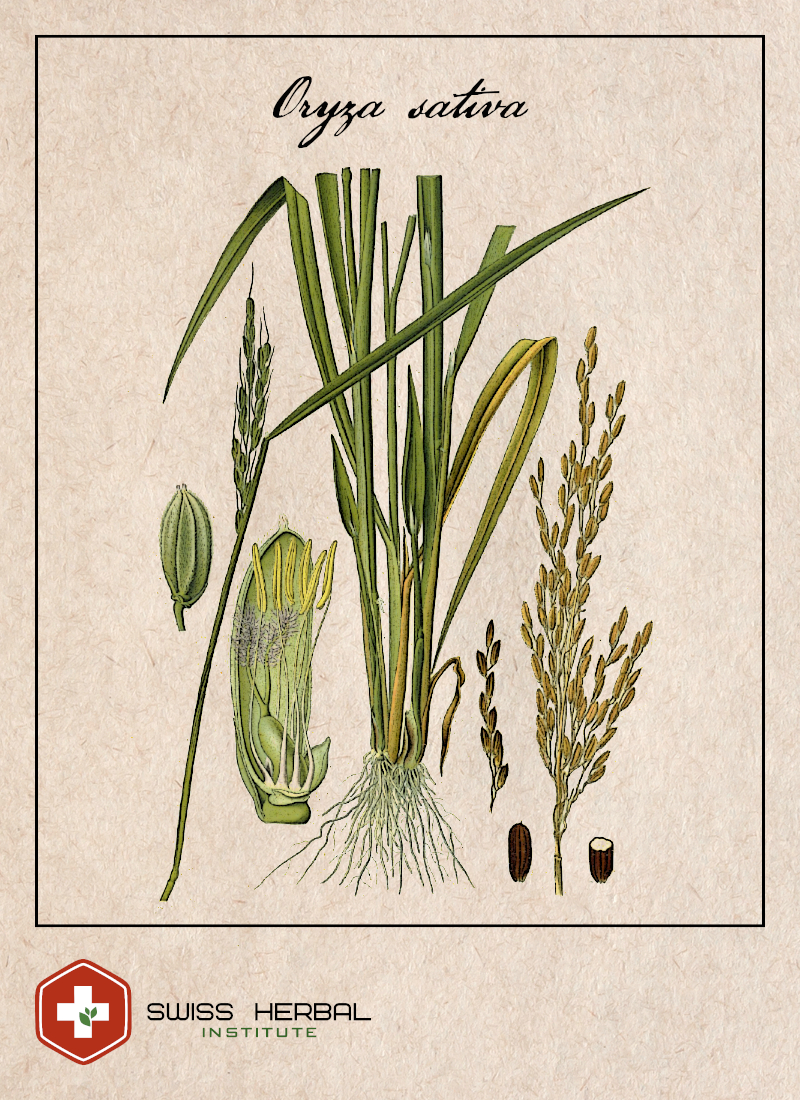 Czarny ryż ekstrakt 25% | Oryza sativa - Swiss Herbal Shop