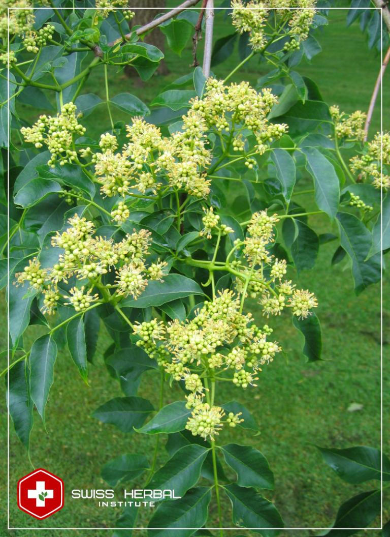 Berberyna ekstrakt 98% | Phellodendron chinense - Swiss Herbal Shop