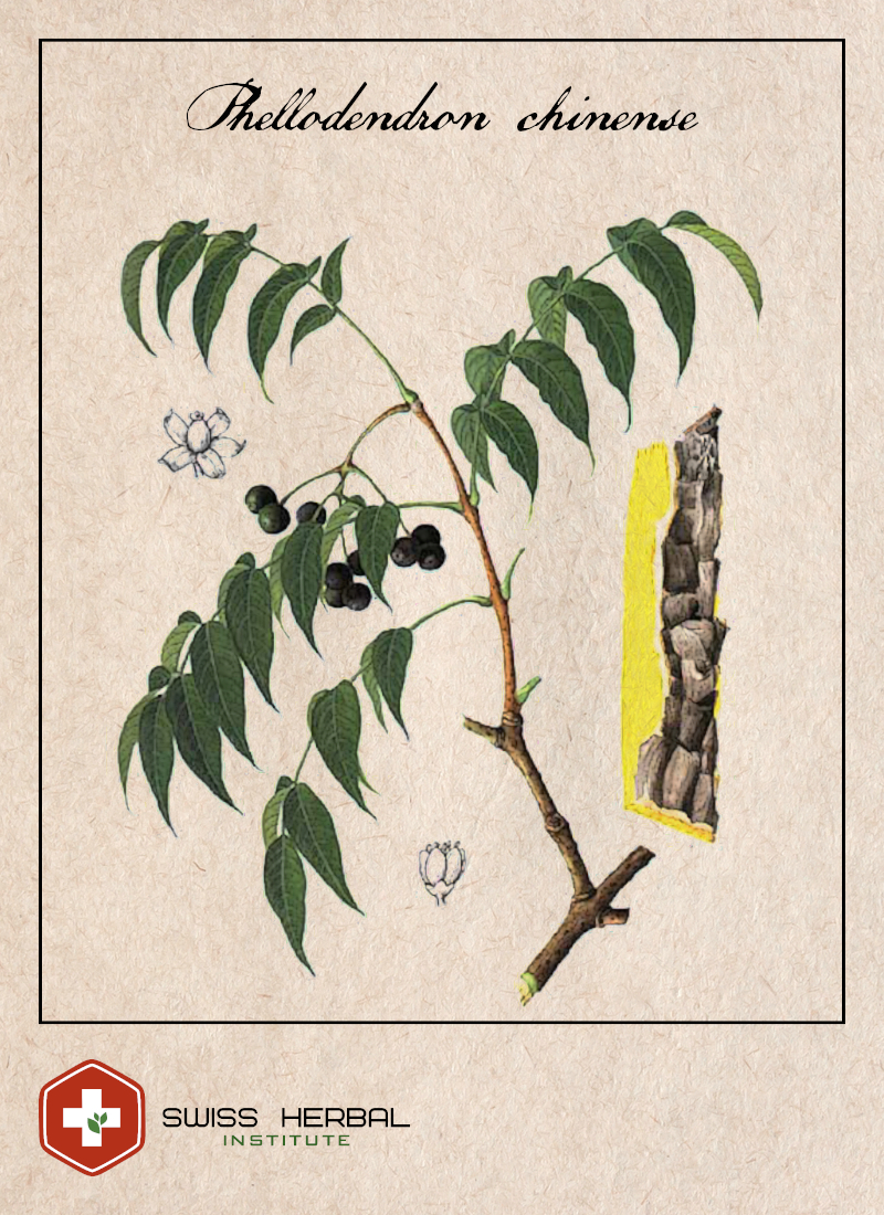 Berberyna ekstrakt 98% | Phellodendron chinense - Swiss Herbal Shop