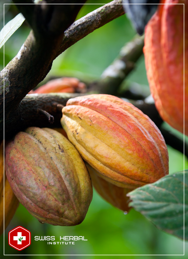 TEOBROMINA + MUCUNA - Swiss Herbal Shop